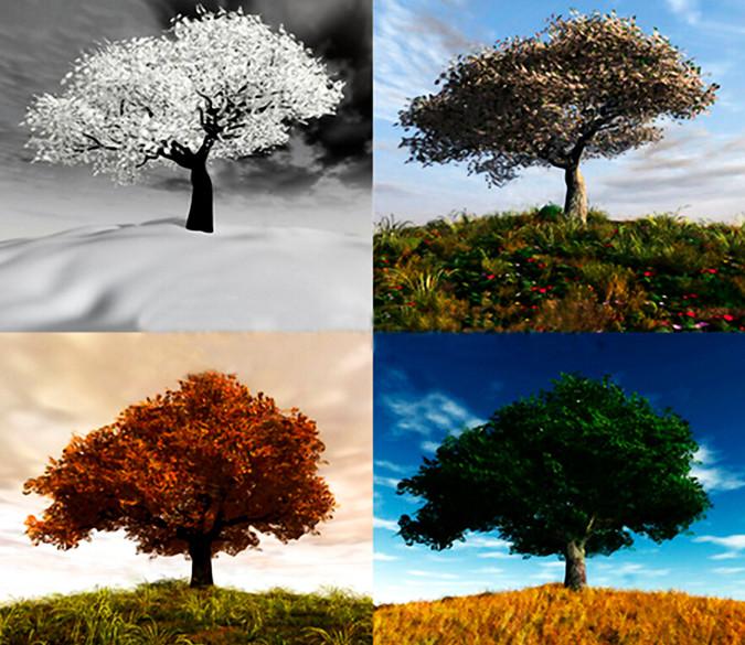 4 Seasons Tree Wallpaper